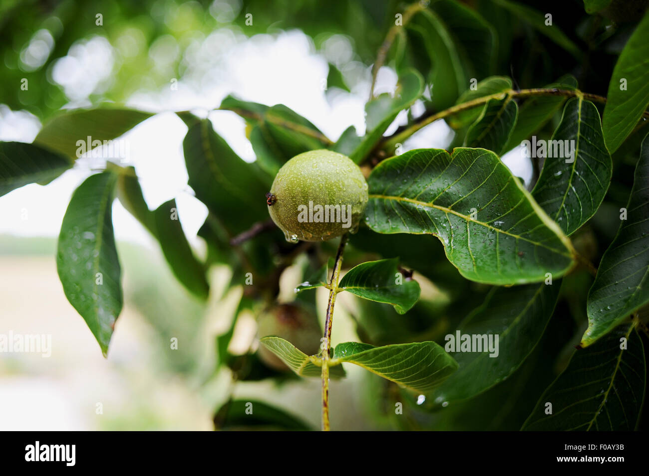 Common walnut tree Juglans regia growing in Lot Region of France with ...