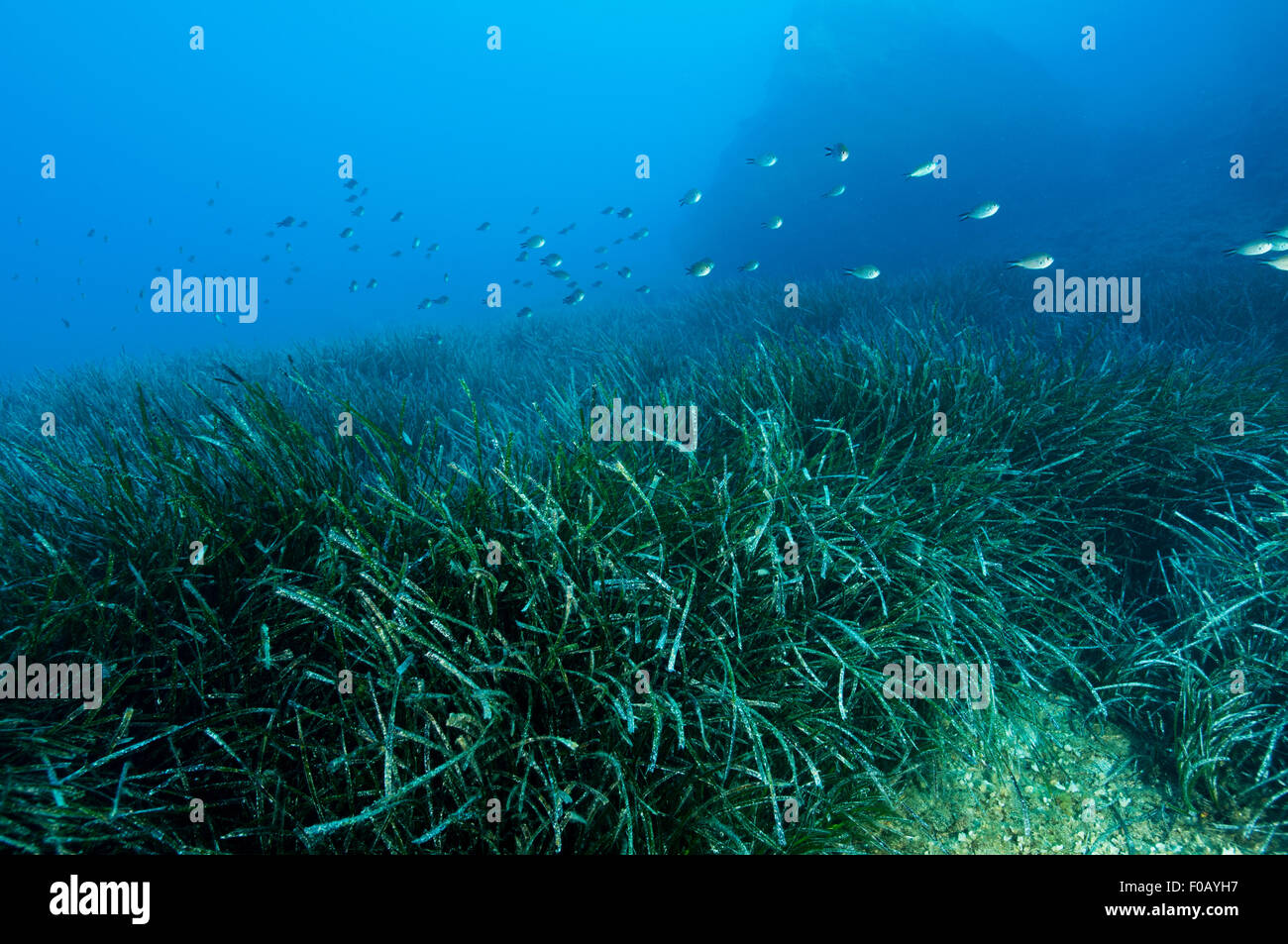 Neptune seagrass, Posidonia oceanica, Lipsi Island Greece Stock Photo ...