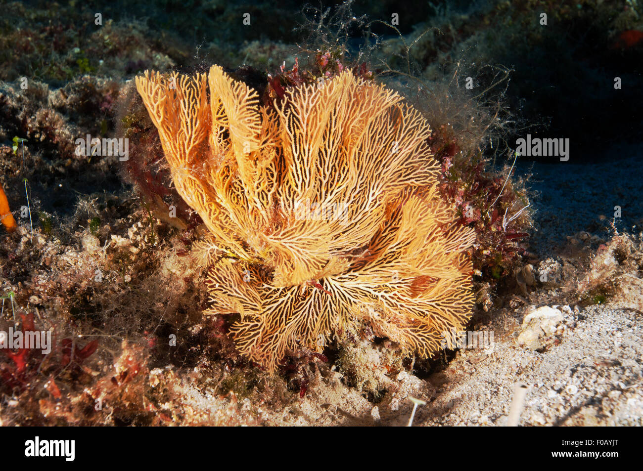 Hornera hi-res stock photography and images - Alamy