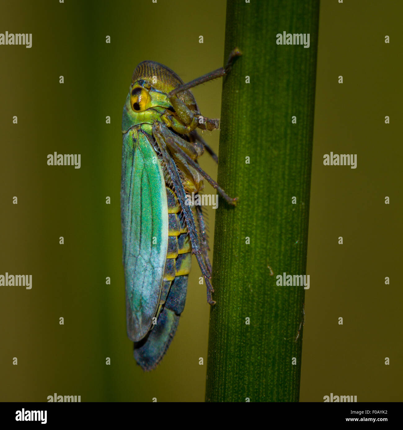 Cicadella viridis hi-res stock photography and images - Alamy