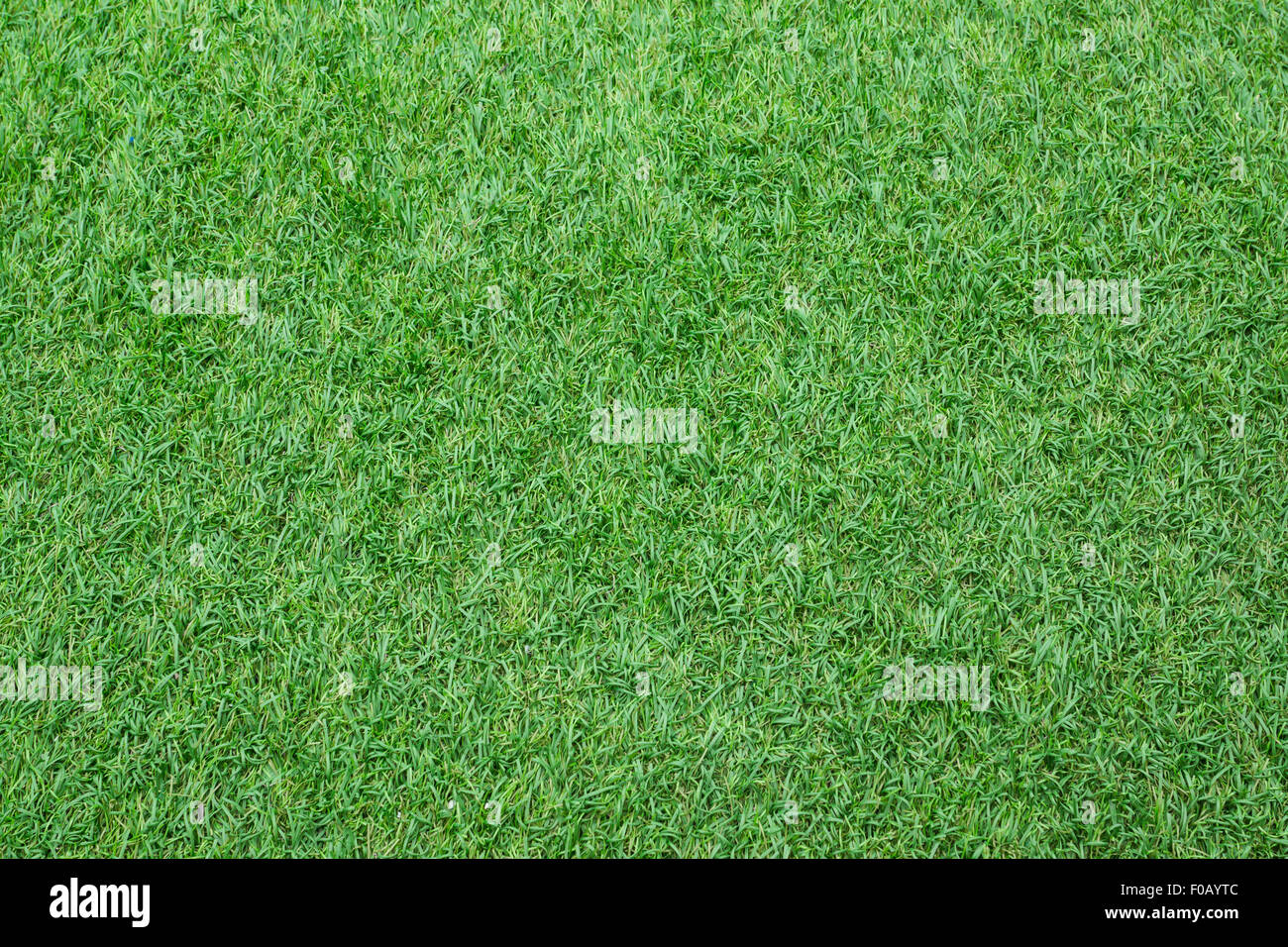 Artificial turf close up hi-res stock photography and images - Alamy