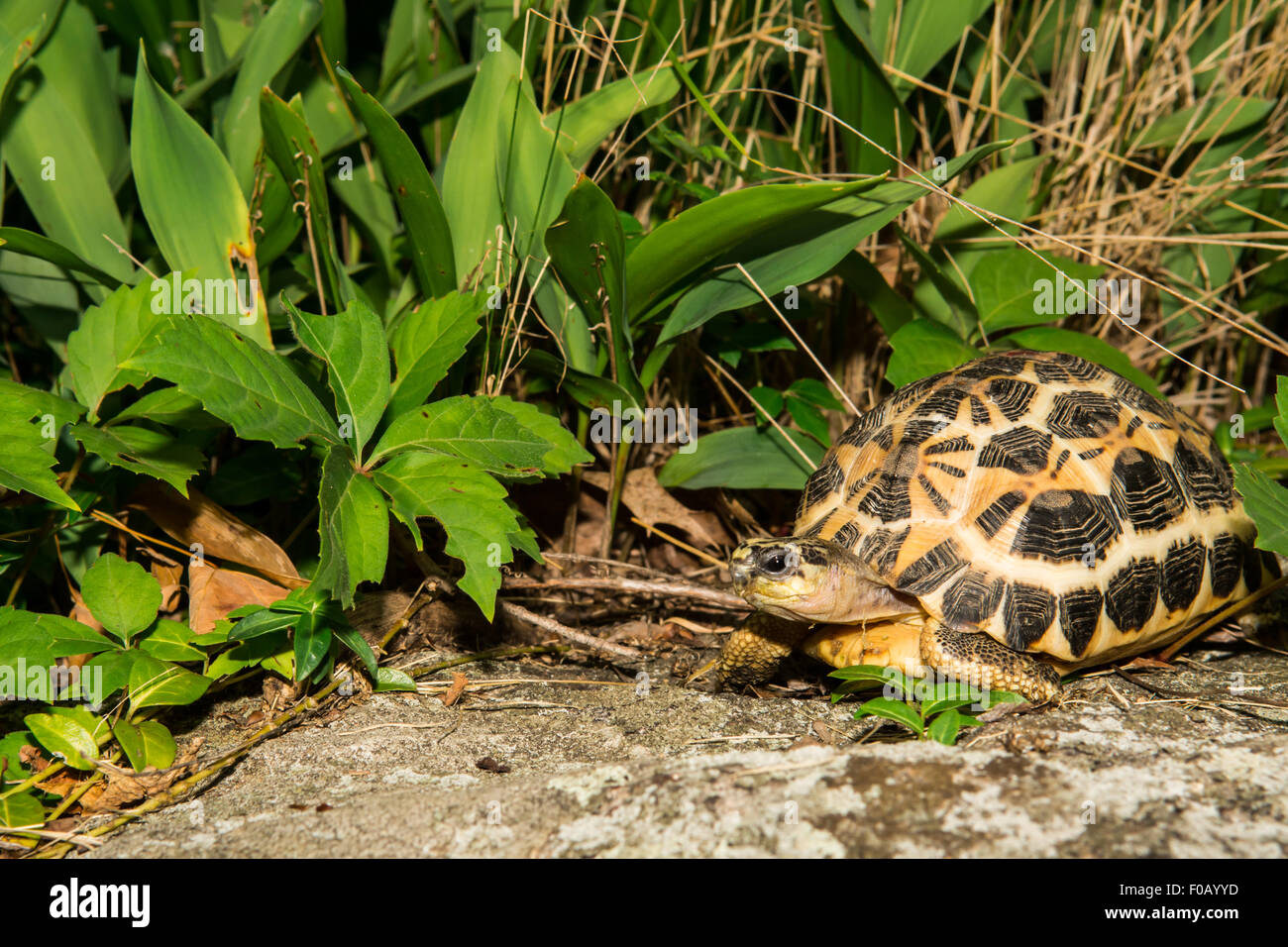 Nice turtle face hi-res stock photography and images - Alamy