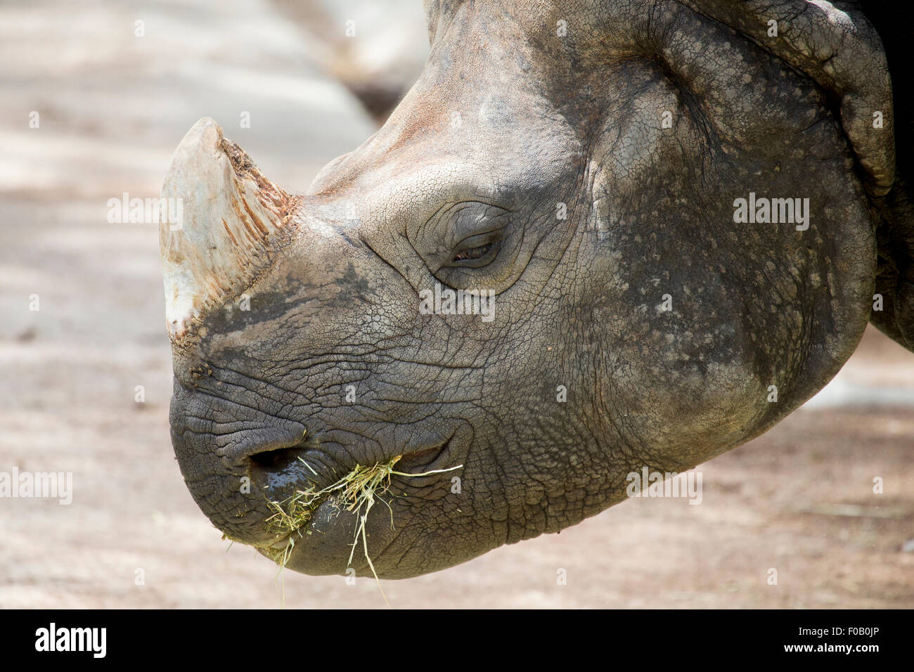 portrait of an african black rhino Stock Photo - Alamy
