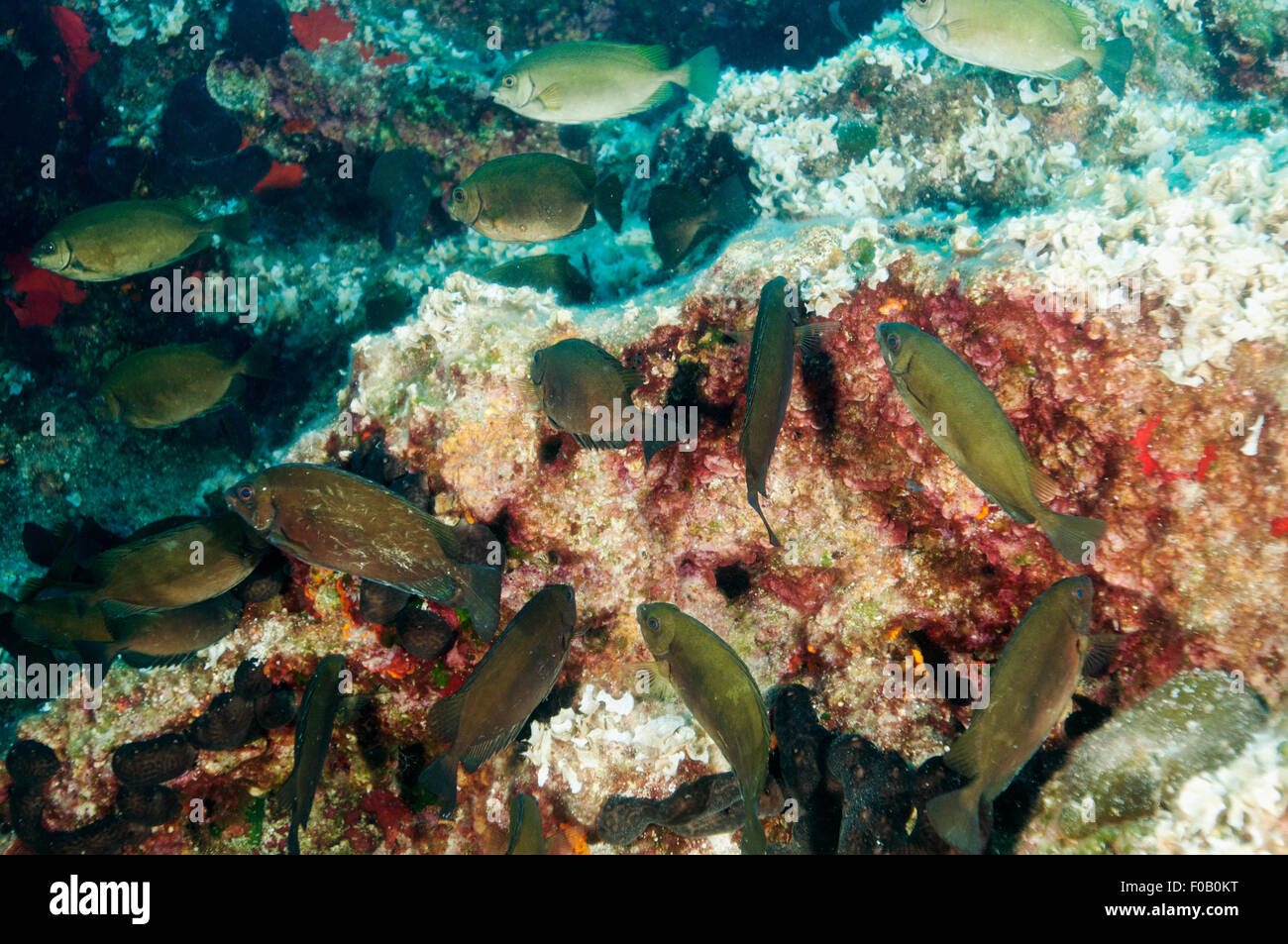 Square tail rabbit fishes, Siganus luridus, Kalymnos Greece Stock Photo ...