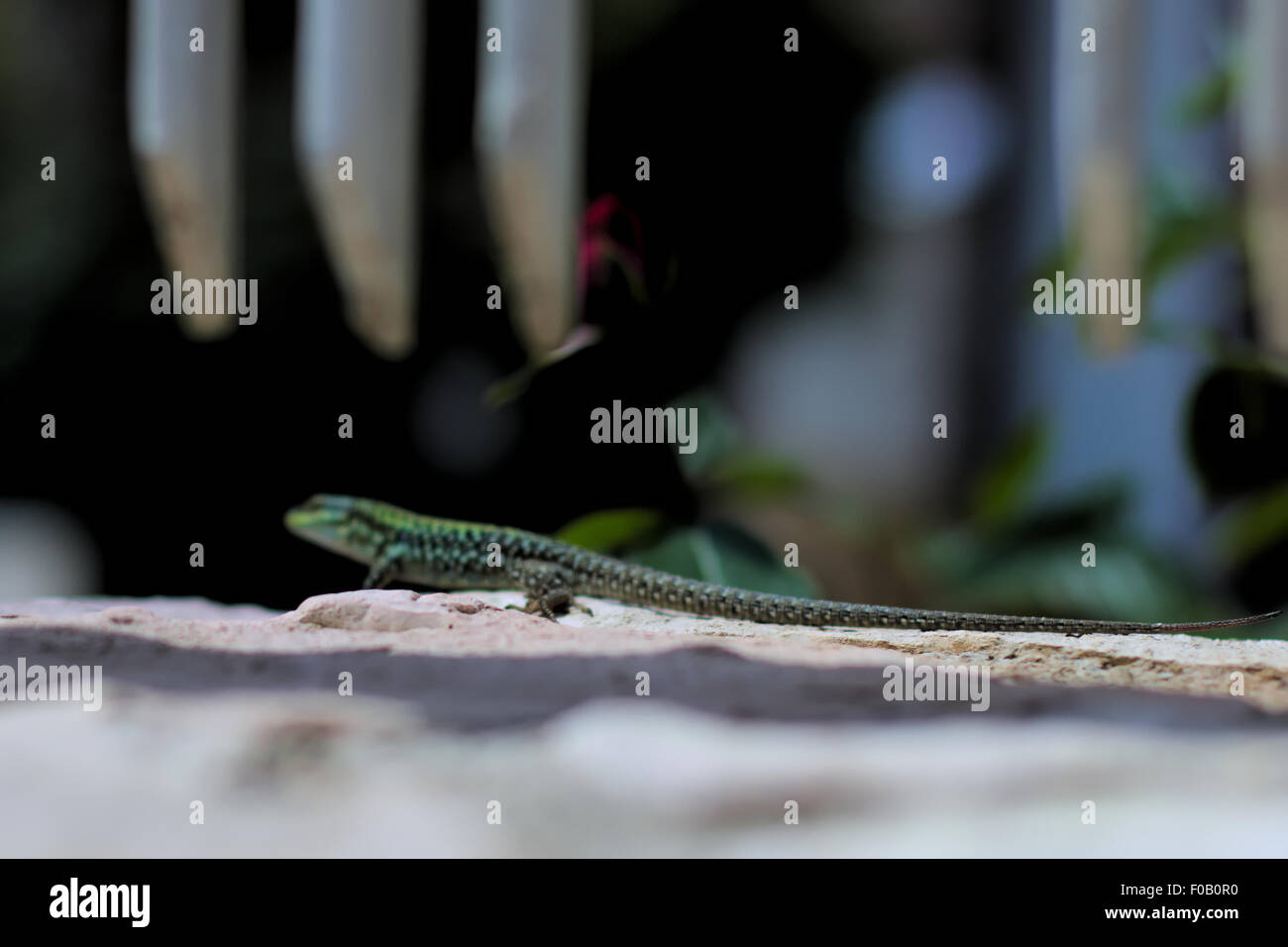 Drop tail lizard hi-res stock photography and images - Alamy