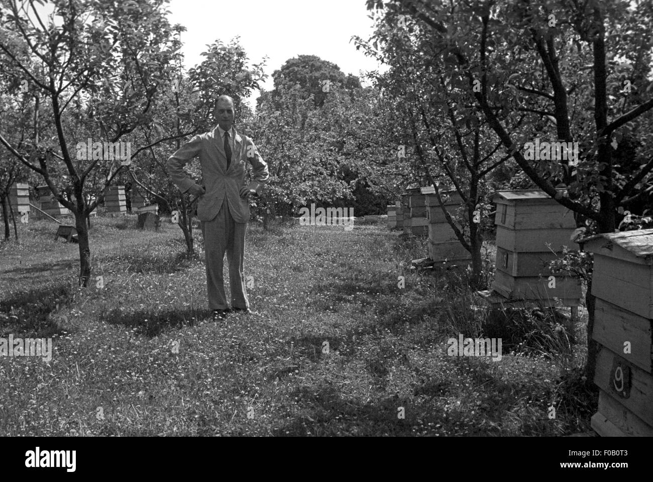 One tree standing on Black and White Stock Photos & Images - Alamy