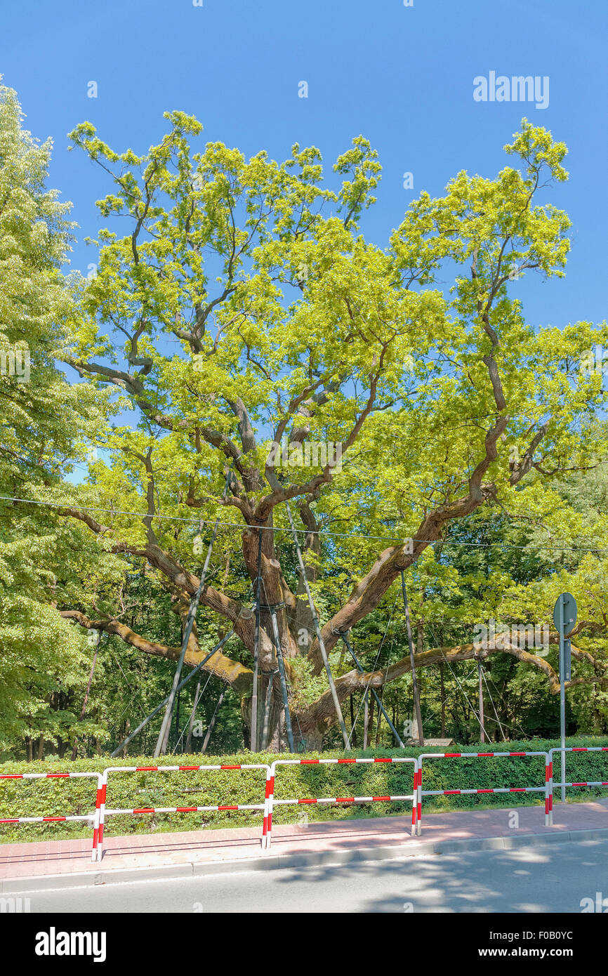 Bartek oak nature monument - an ancient oak tree that grows in Zagnansk ...