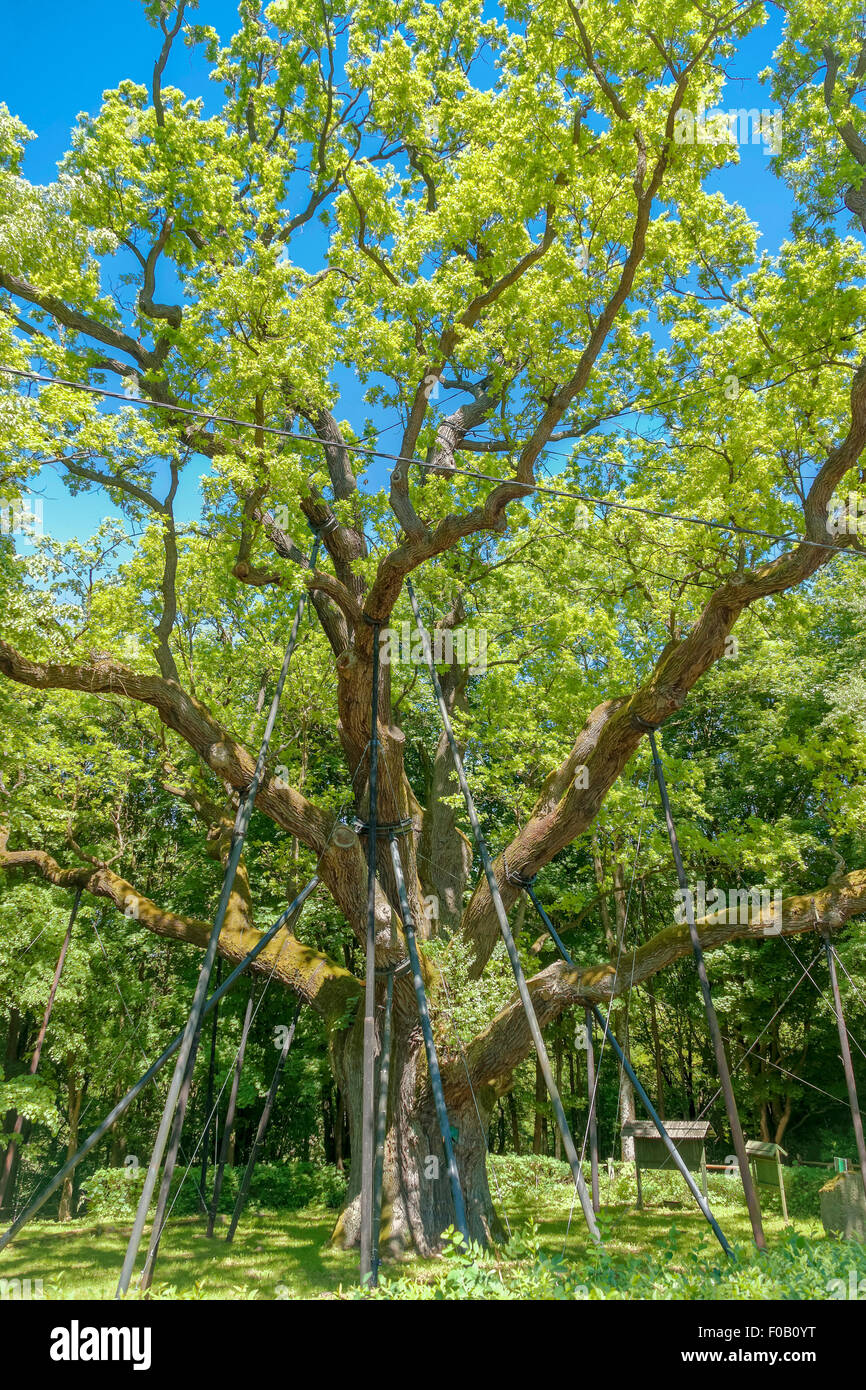Bartek oak nature monument - an ancient oak tree that grows in Zagnansk ...