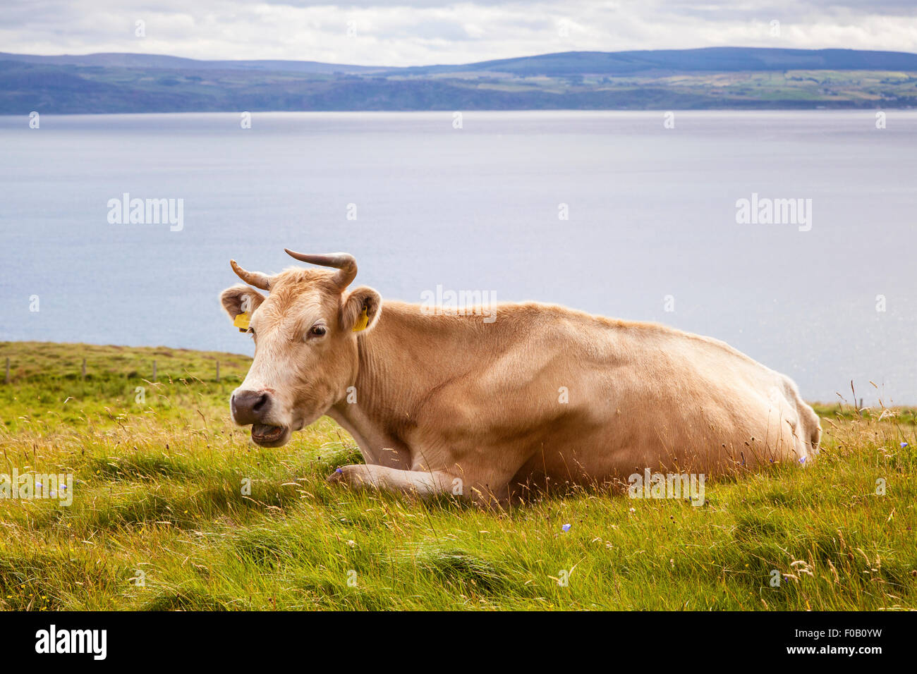 Golden cow hi-res stock photography and images - Alamy