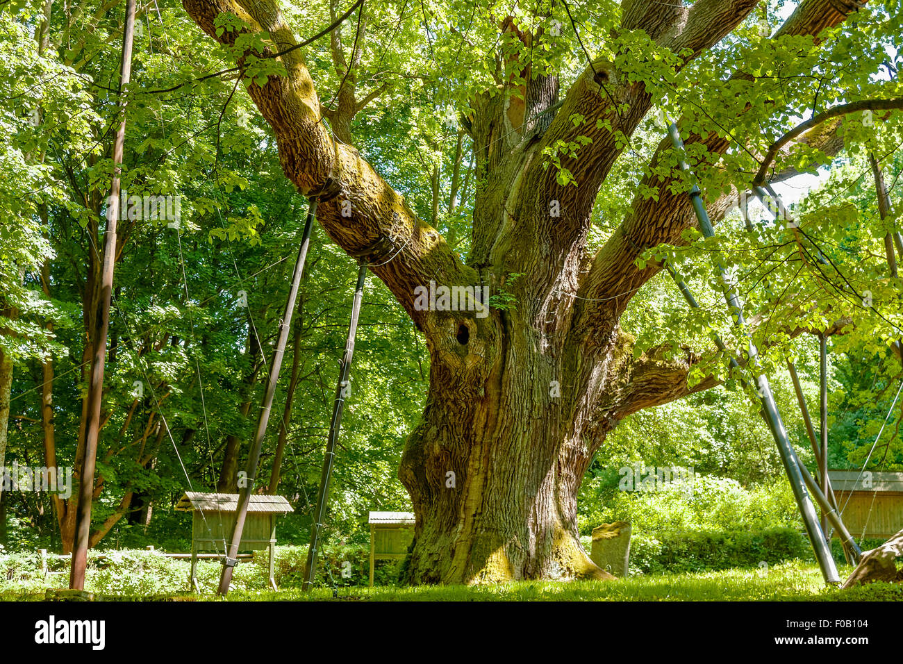 Bartek oak nature monument - an ancient oak tree that grows in Zagnansk ...