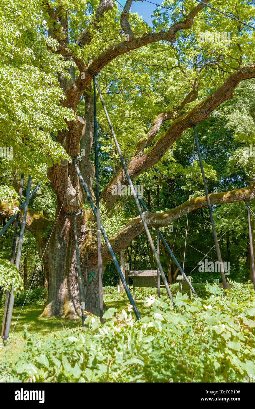 Bartek oak nature monument - an ancient oak tree that grows in Zagnansk ...