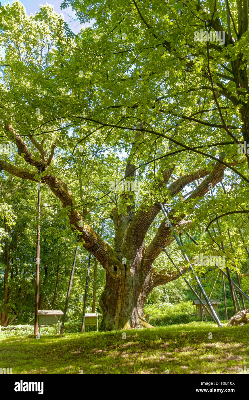 Bartek oak nature monument - an ancient oak tree that grows in Zagnansk ...