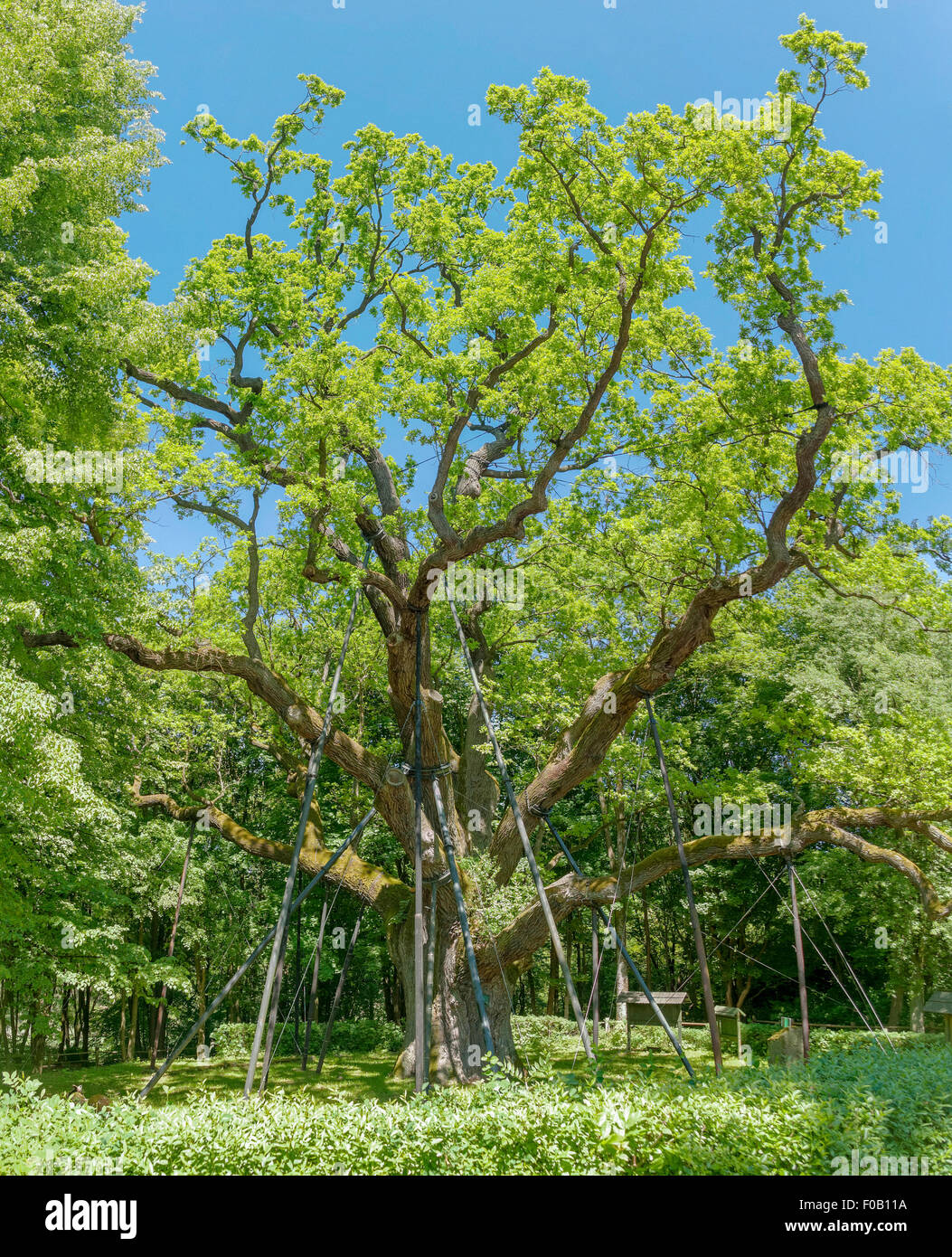 Bartek oak nature monument - an ancient oak tree that grows in Zagnansk ...
