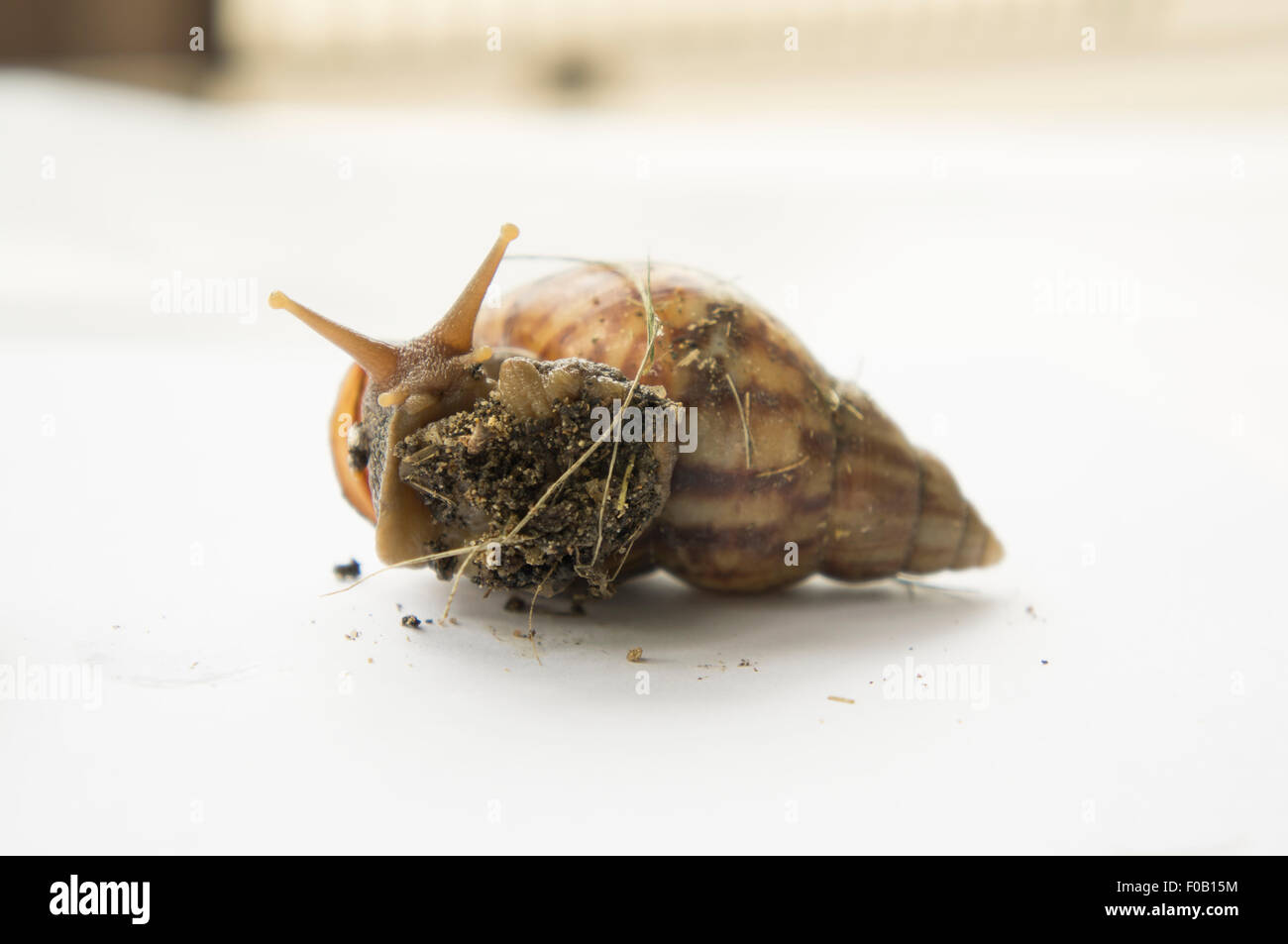White garden snail hi-res stock photography and images - Alamy