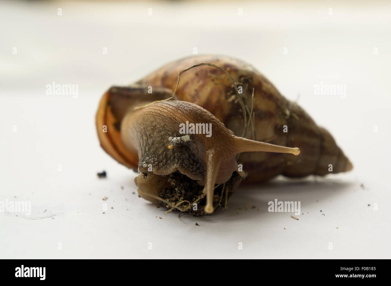 snail slowness slow white start garden closeup isolated wet slides ...