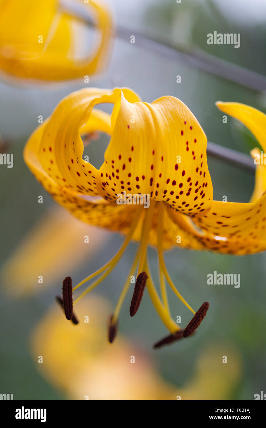 Yellow lilium leichtlinii hi-res stock photography and images - Alamy