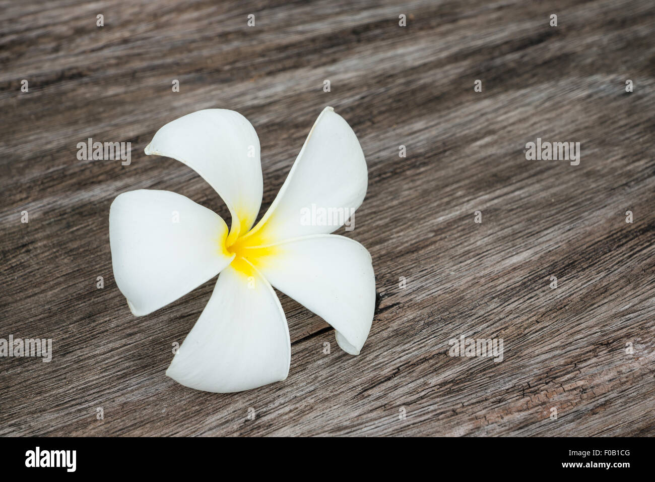 White frangipani flowers hi-res stock photography and images - Alamy