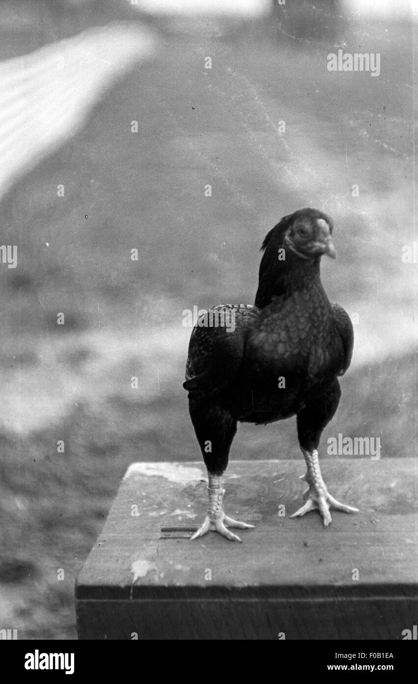 Chicken front view Black and White Stock Photos & Images - Alamy
