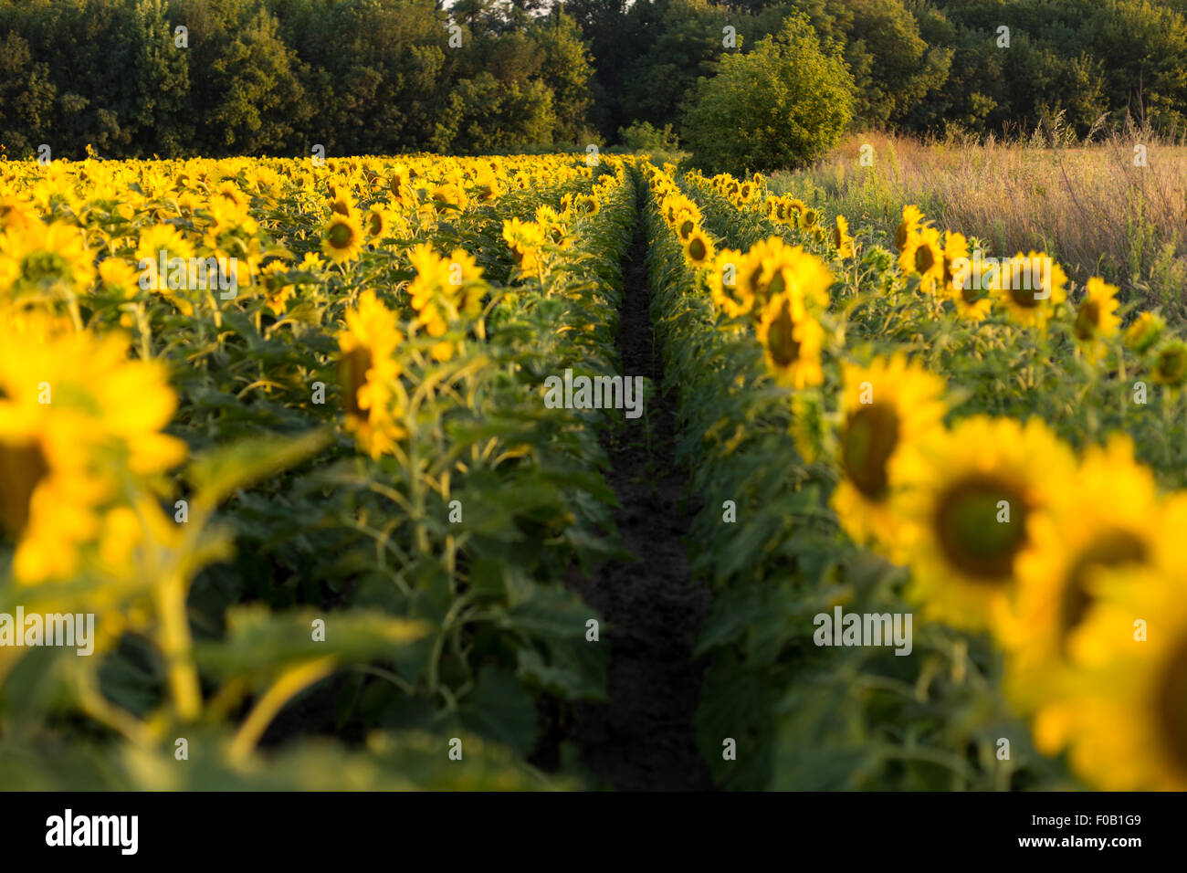 Rows of sunflowers hi-res stock photography and images - Alamy