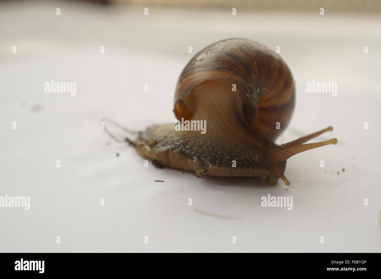White garden snail hi-res stock photography and images - Alamy