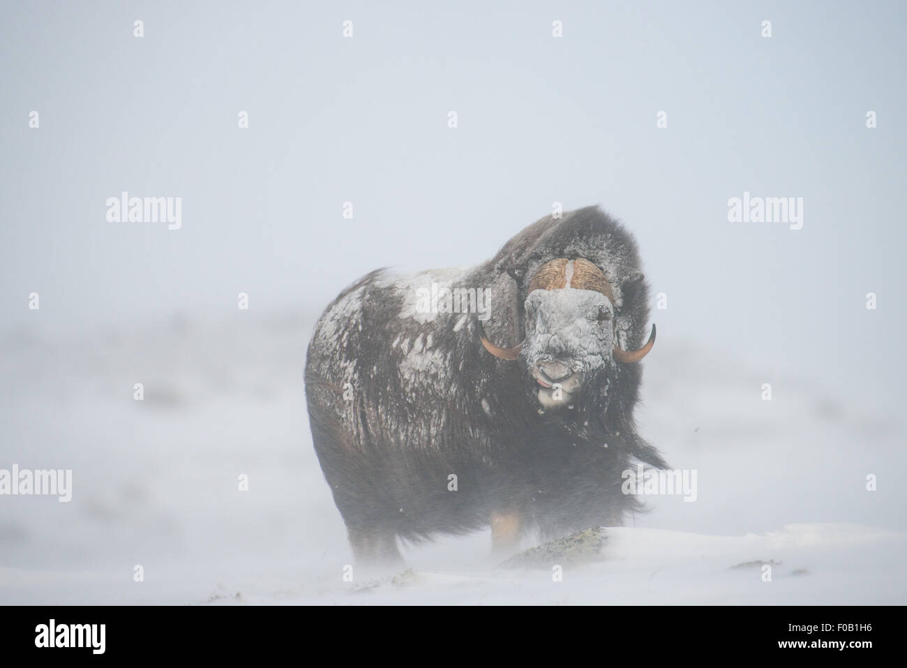 Musk oxen in winter hi-res stock photography and images - Alamy