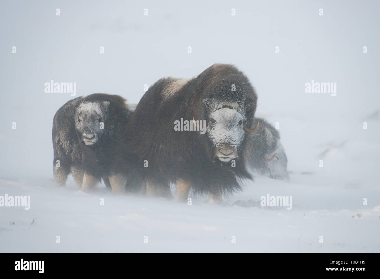 A group of Musk Oxen in the snowstorm Stock Photo - Alamy