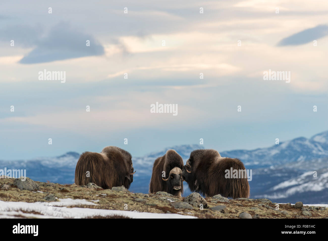 Three Musk Oxen Stock Photo - Alamy