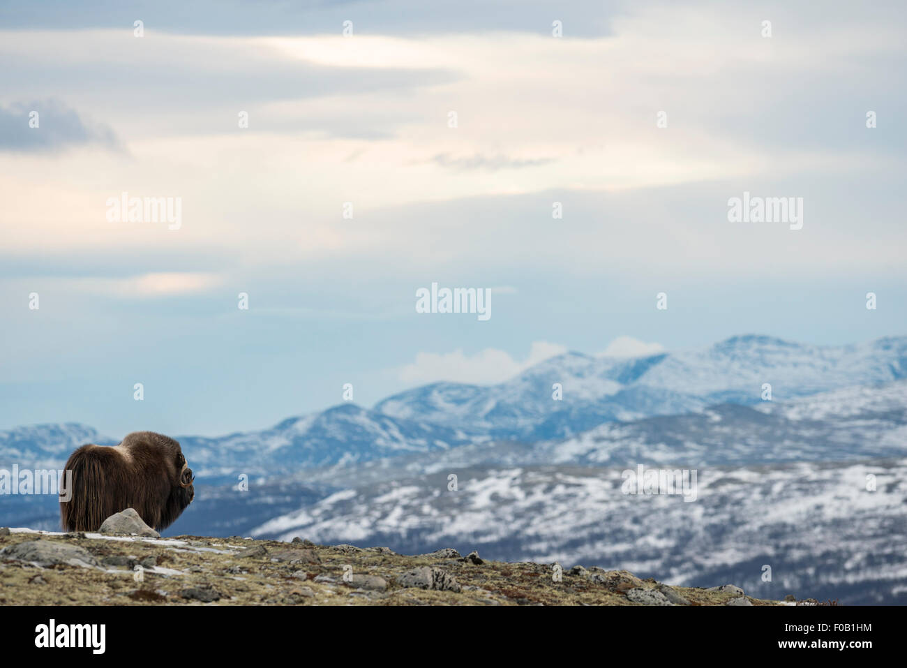 A lonesome Musk Ox bull Stock Photo - Alamy