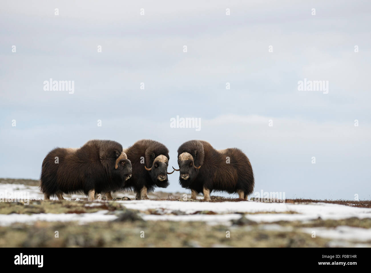 Musk oxen bull norway hi-res stock photography and images - Alamy