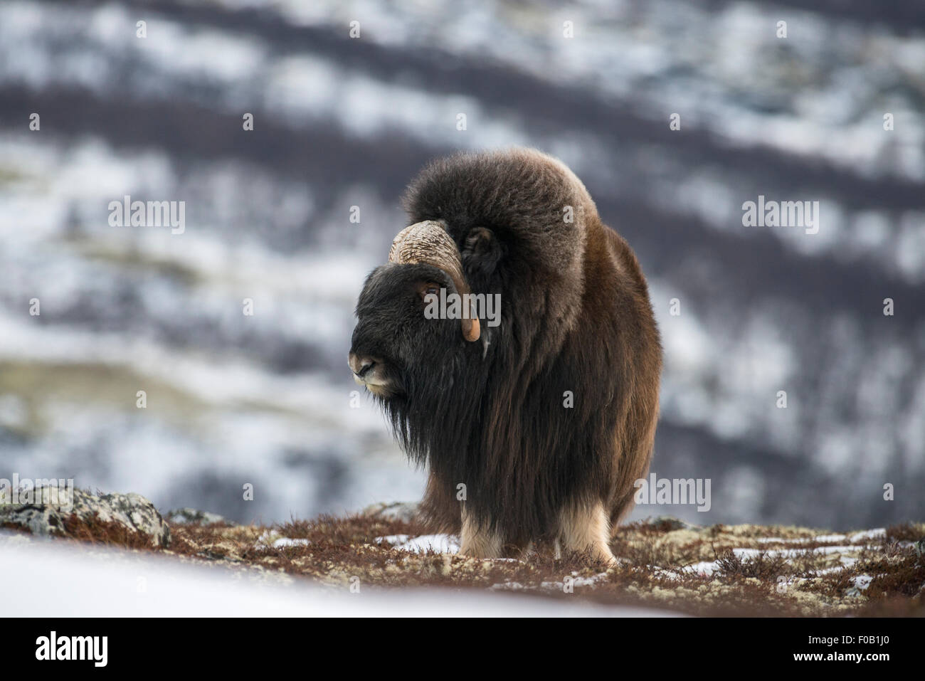 Musk Ox bull Stock Photo - Alamy