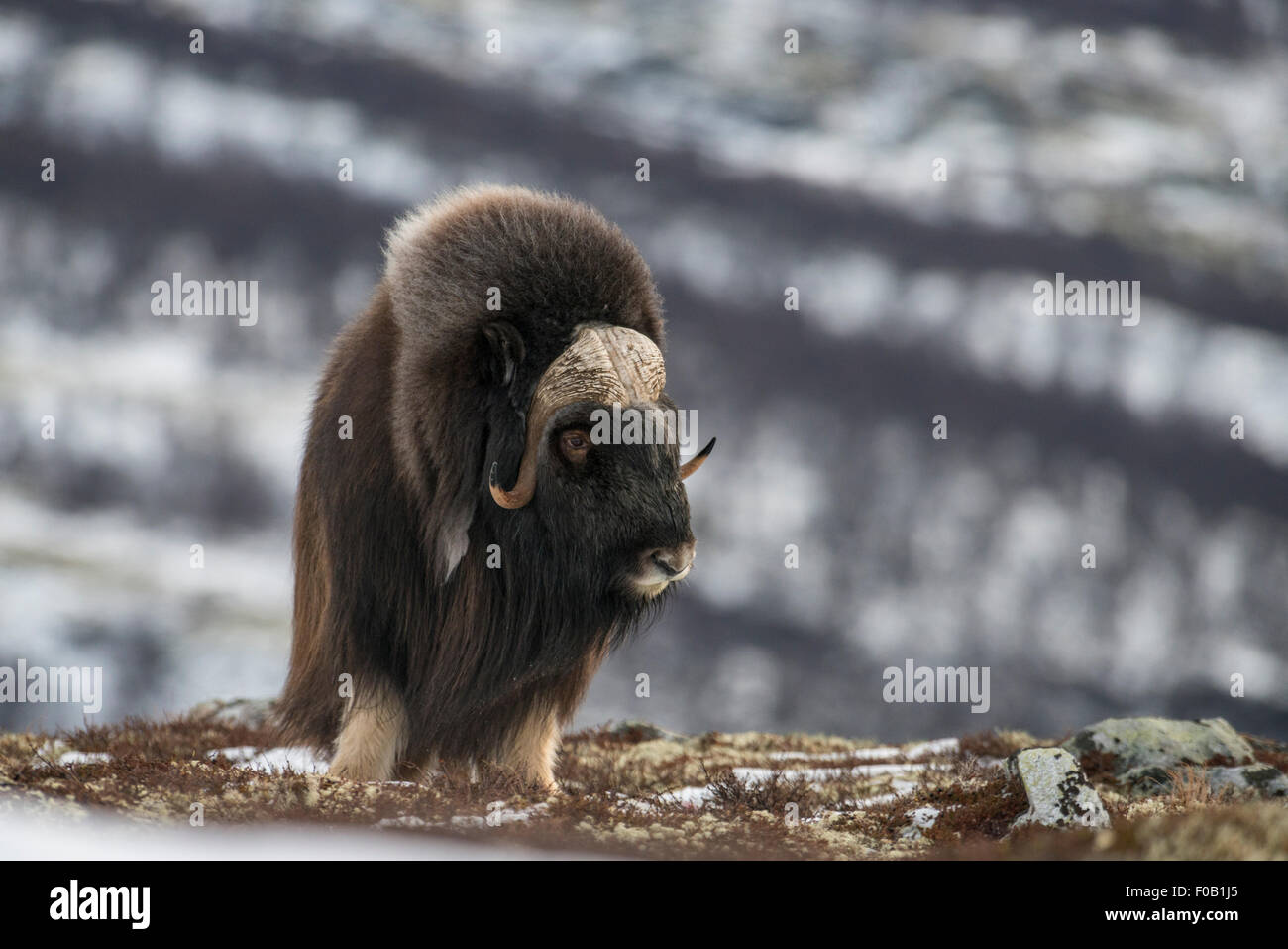 Musk ox hi-res stock photography and images - Alamy