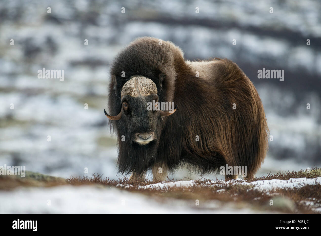 Musk Ox bull Stock Photo - Alamy