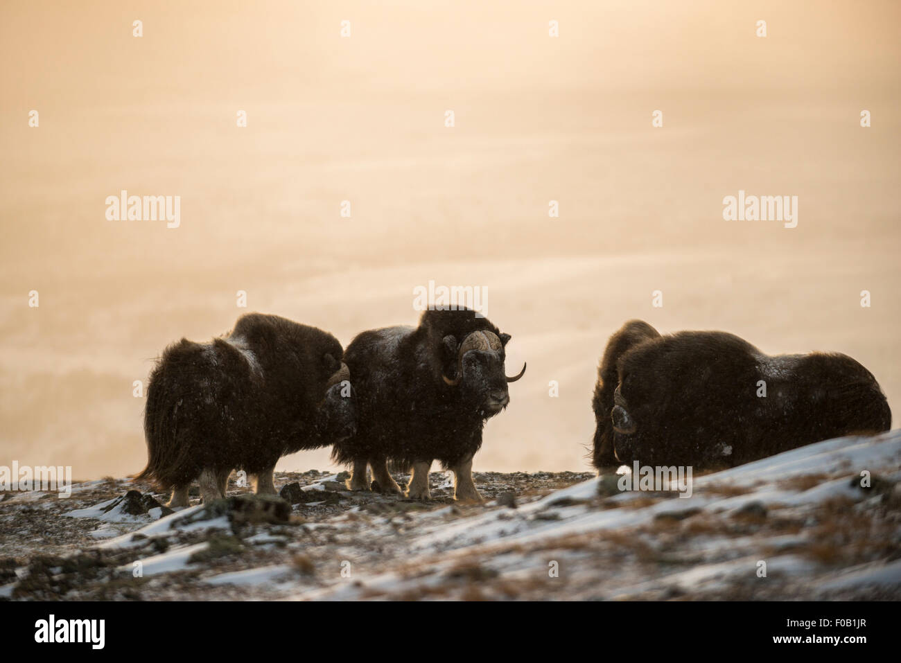 Four Musk Oxen Stock Photo - Alamy