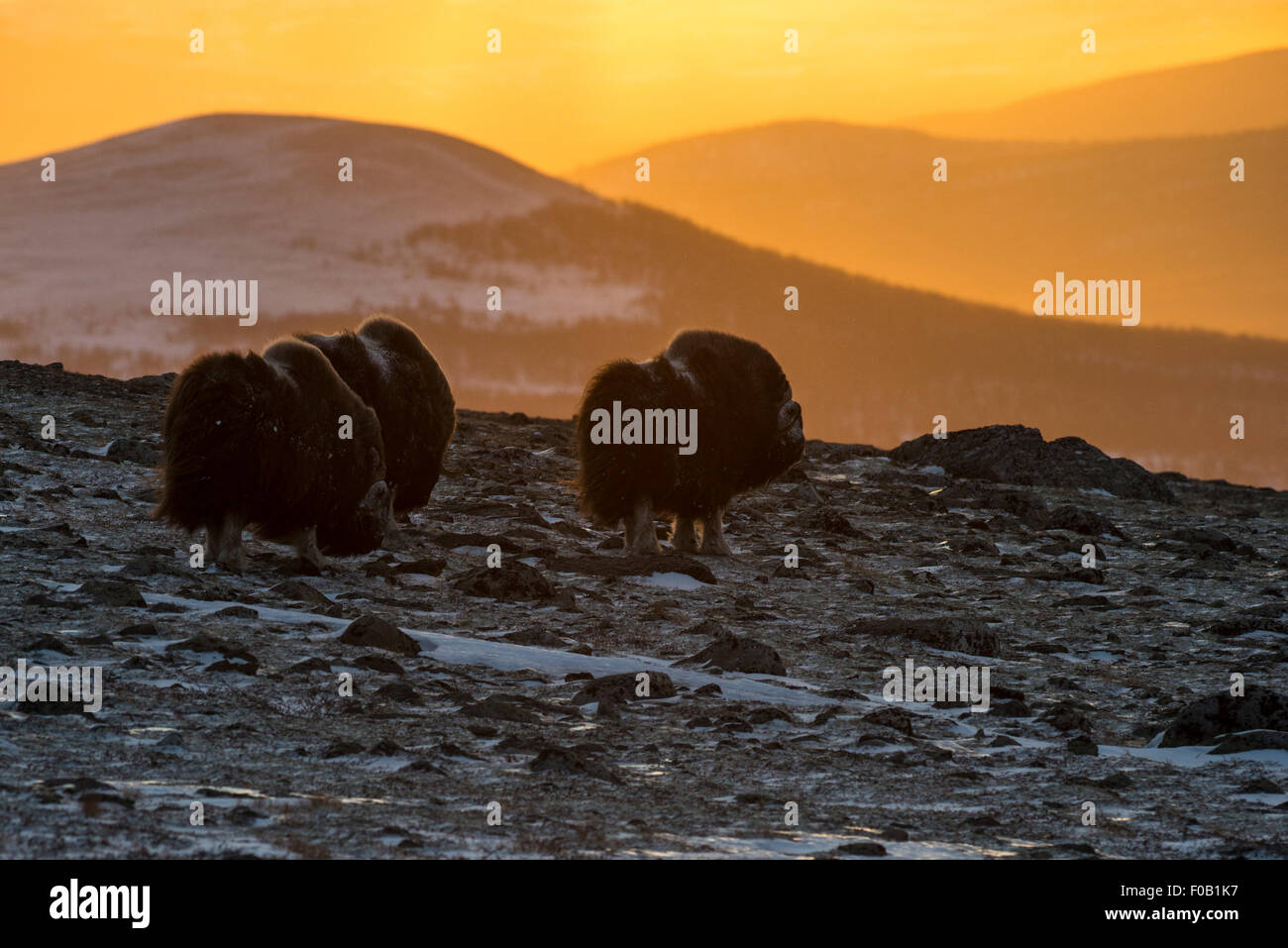 Three Musk Oxen Stock Photo - Alamy