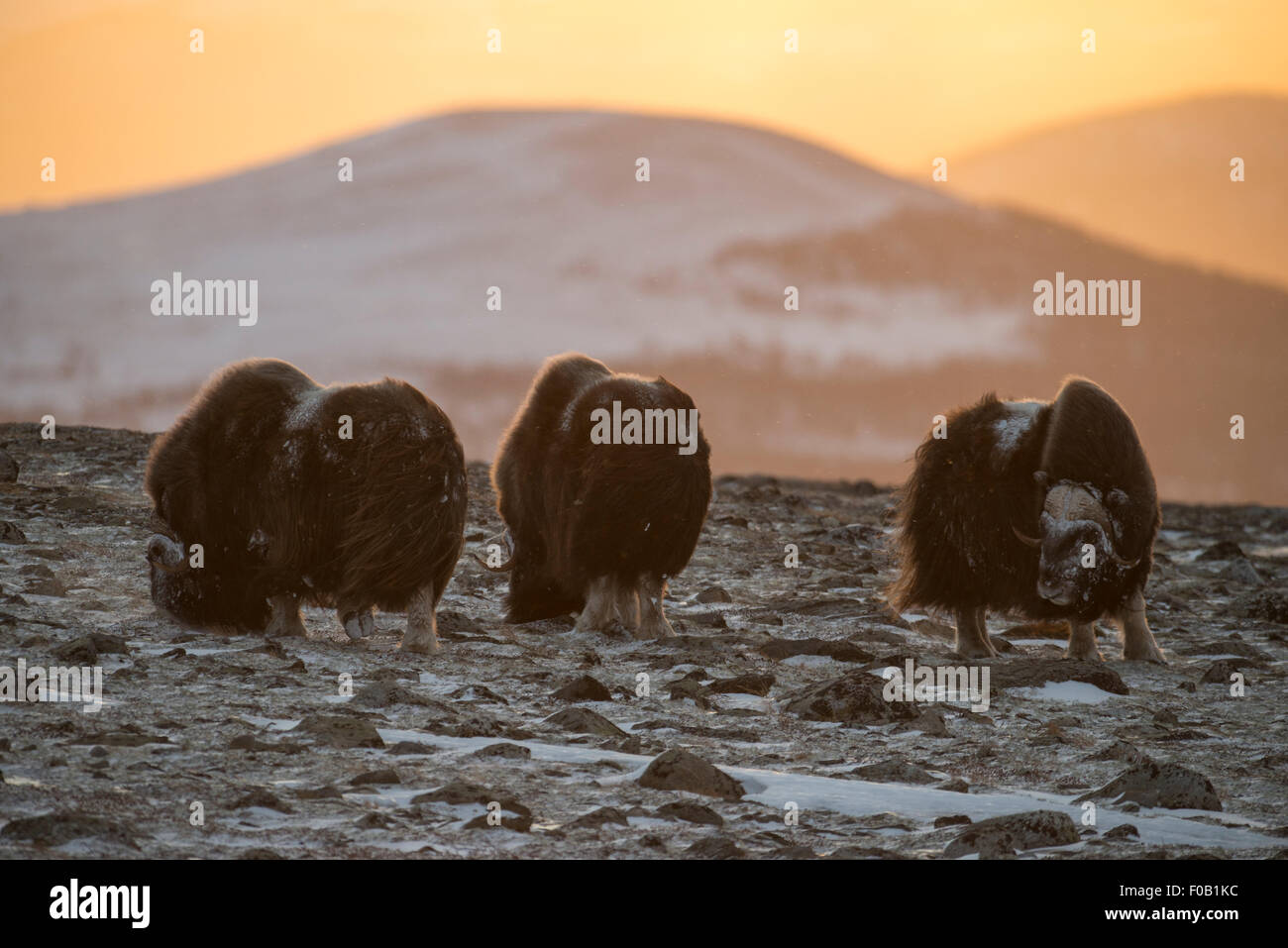 Three Musk Oxen Stock Photo - Alamy