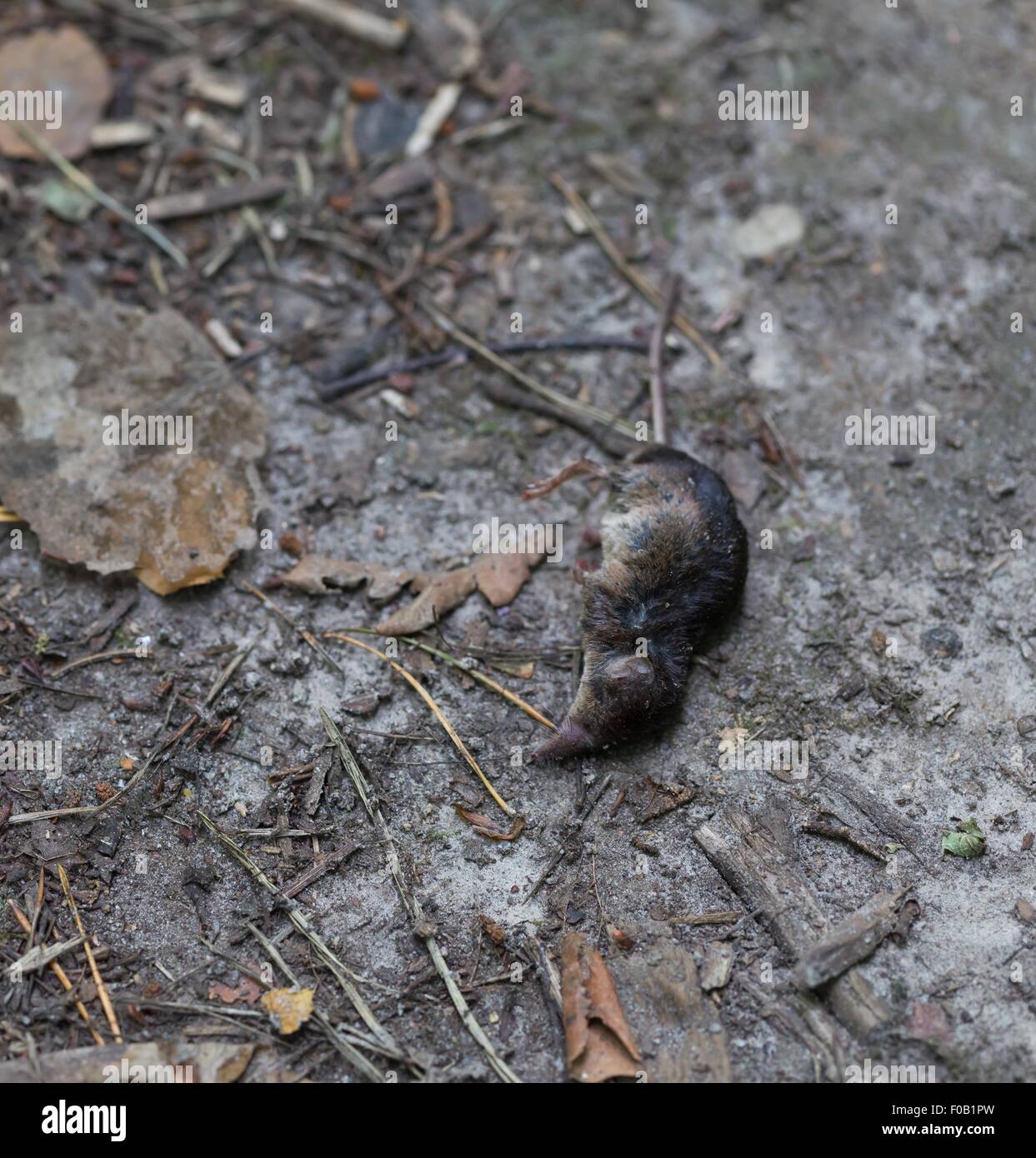 Dead body of shrew lying on forest path. Dead rodent body Stock Photo ...