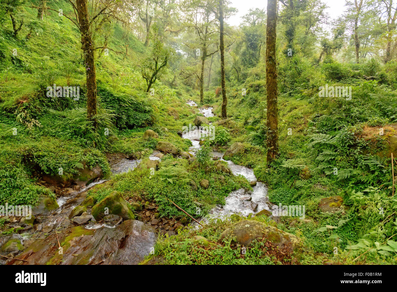 Sikkim Forest High Resolution Stock Photography and Images - Alamy