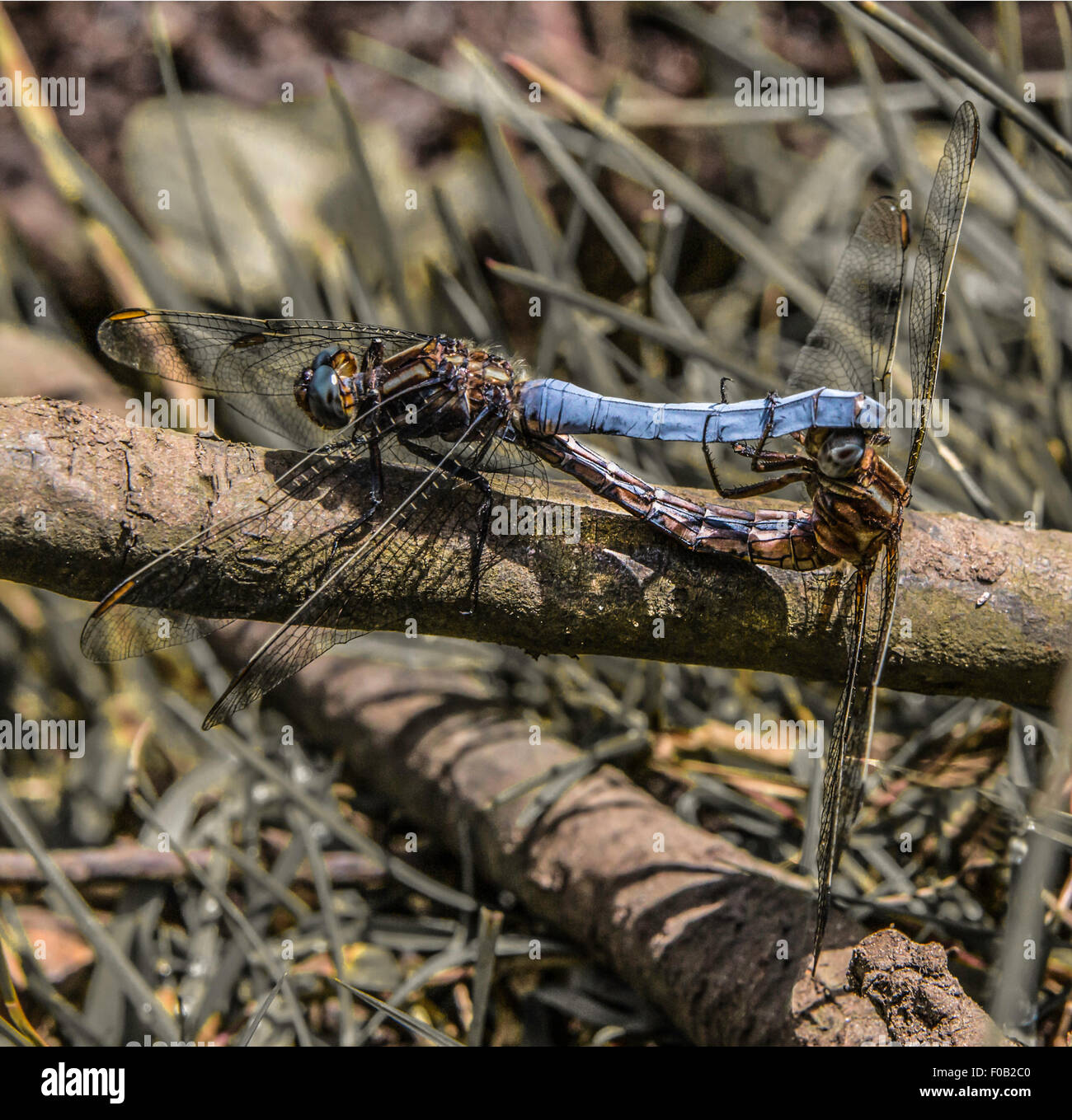 Mating insects hi-res stock photography and images - Alamy