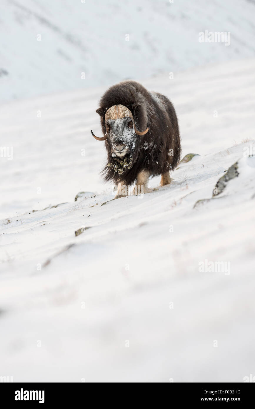 Face musk hi-res stock photography and images - Alamy