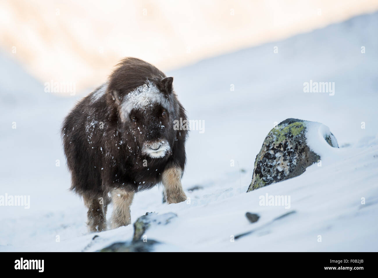 Tundra Musk Ox Baby