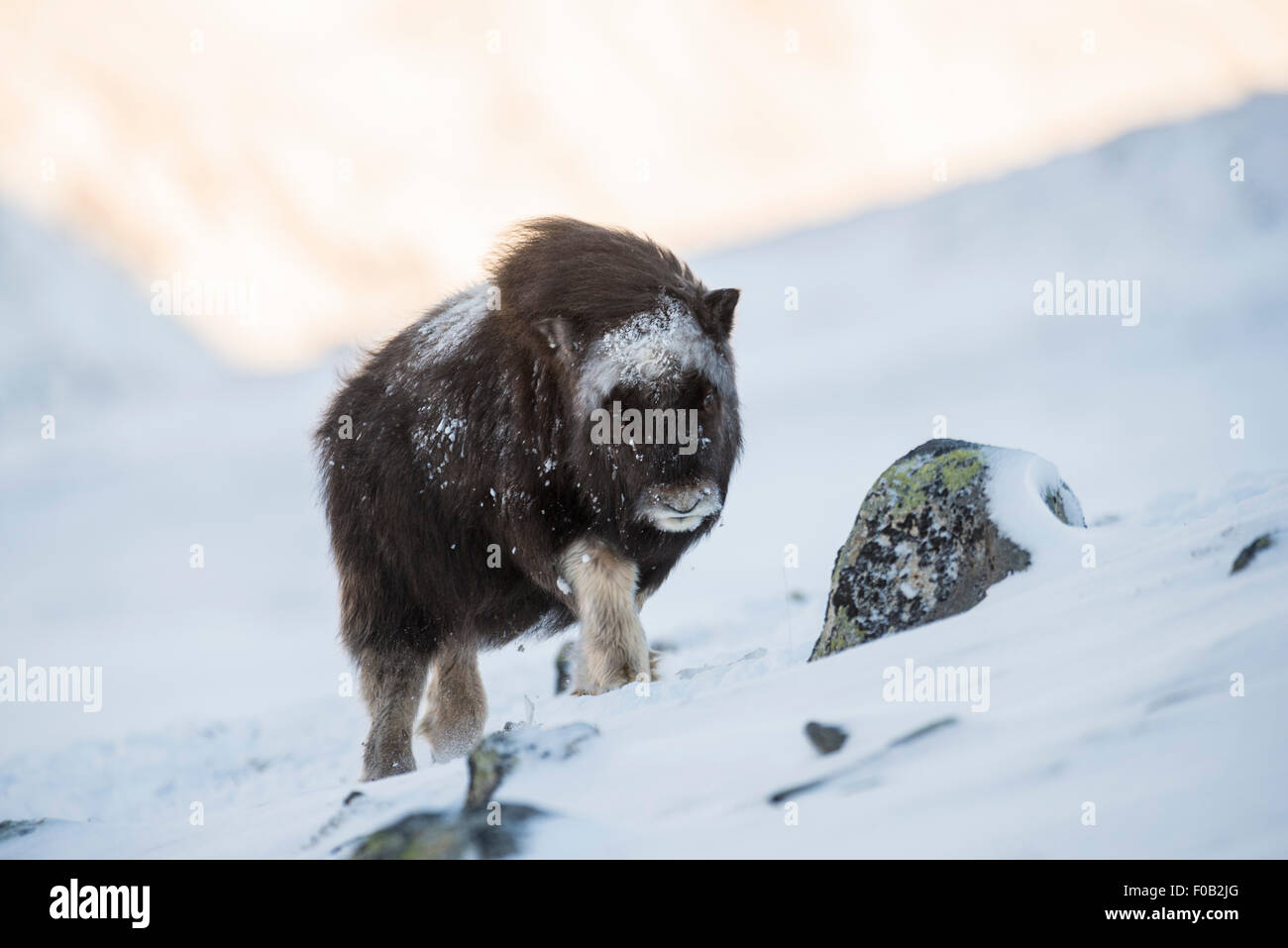 Musk ox baby hi-res stock photography and images - Alamy