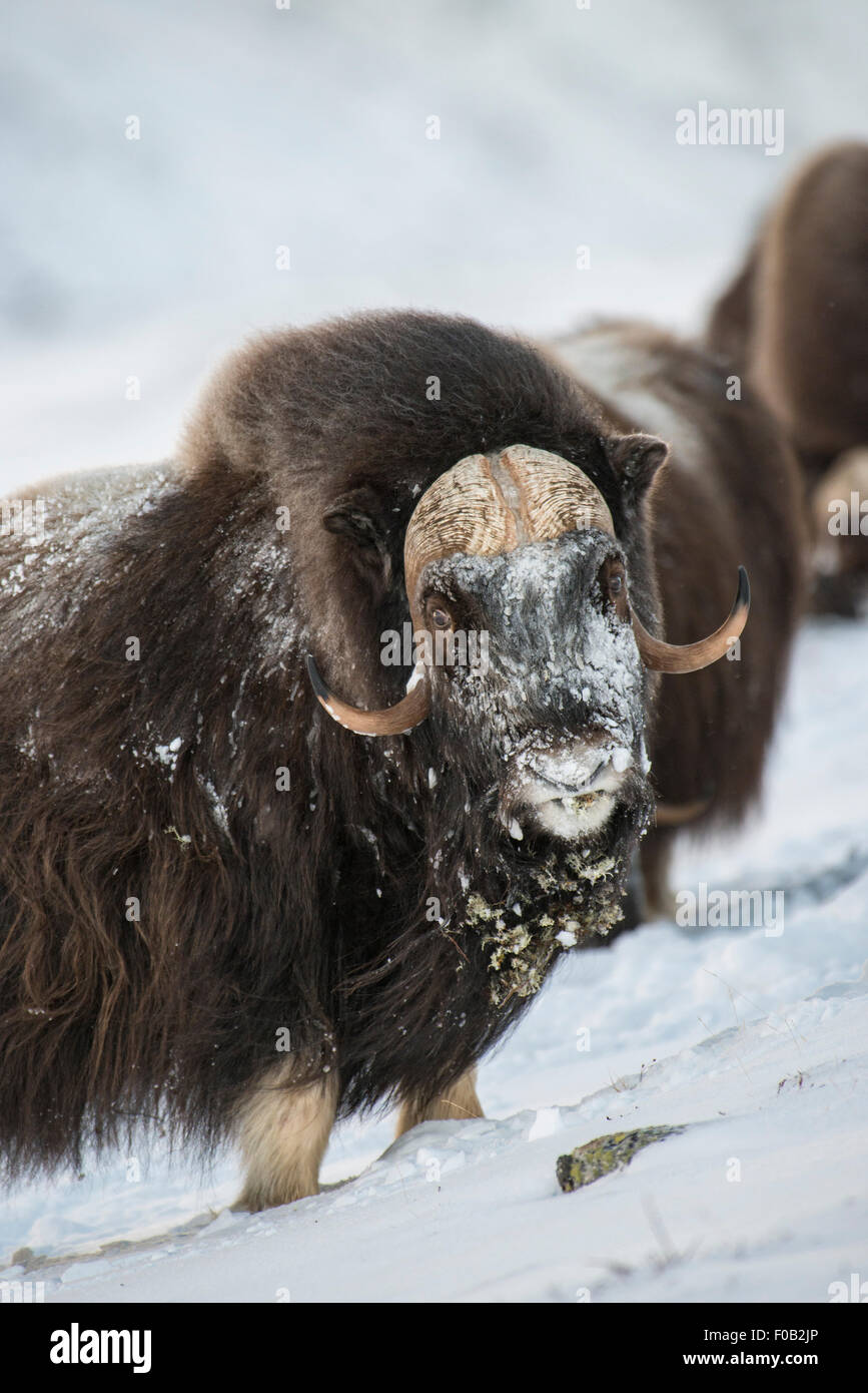 A Musk Ox with a snow covered face Stock Photo - Alamy
