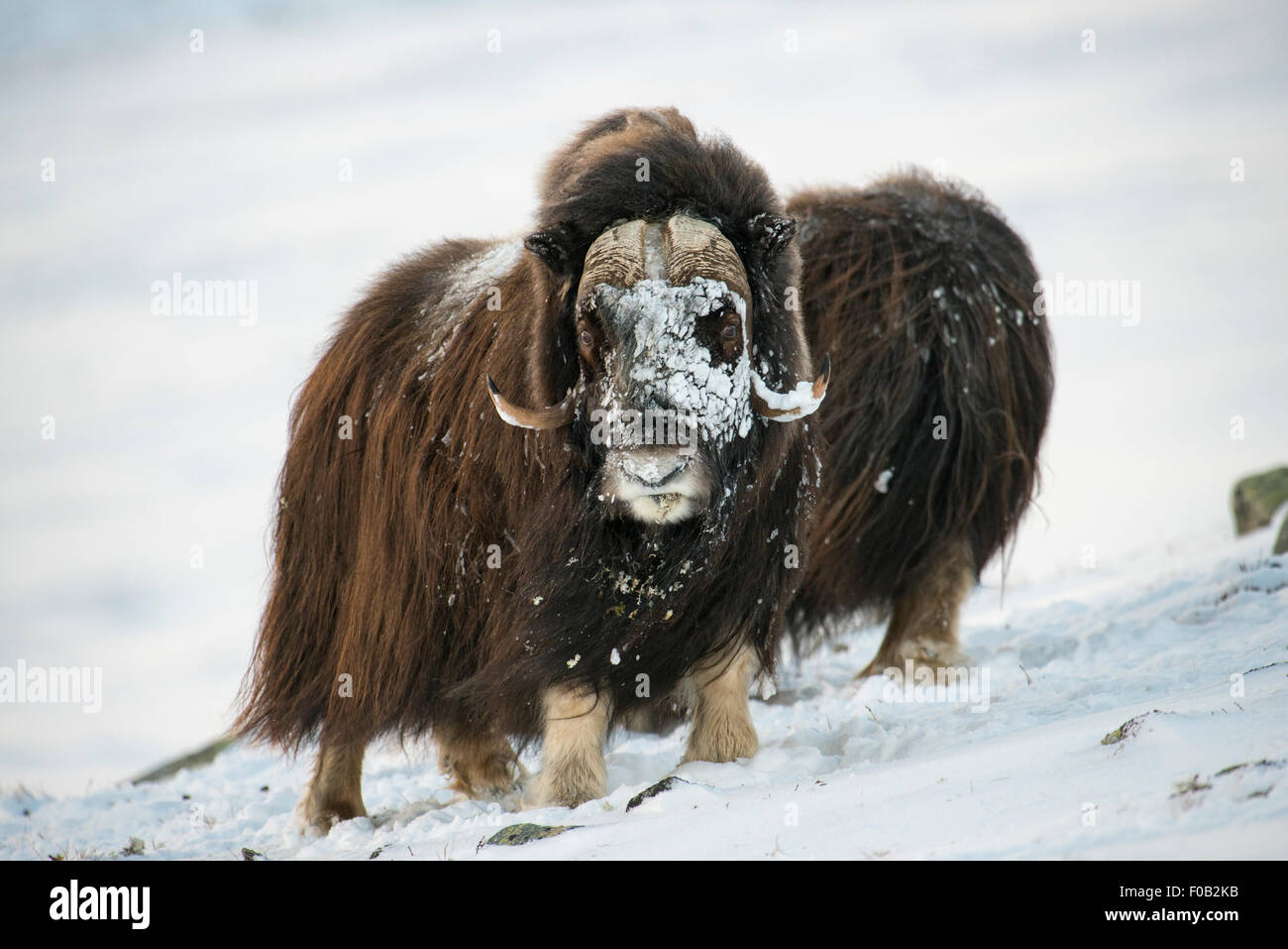 Musk Ox Snow High Resolution Stock Photography and Images - Alamy