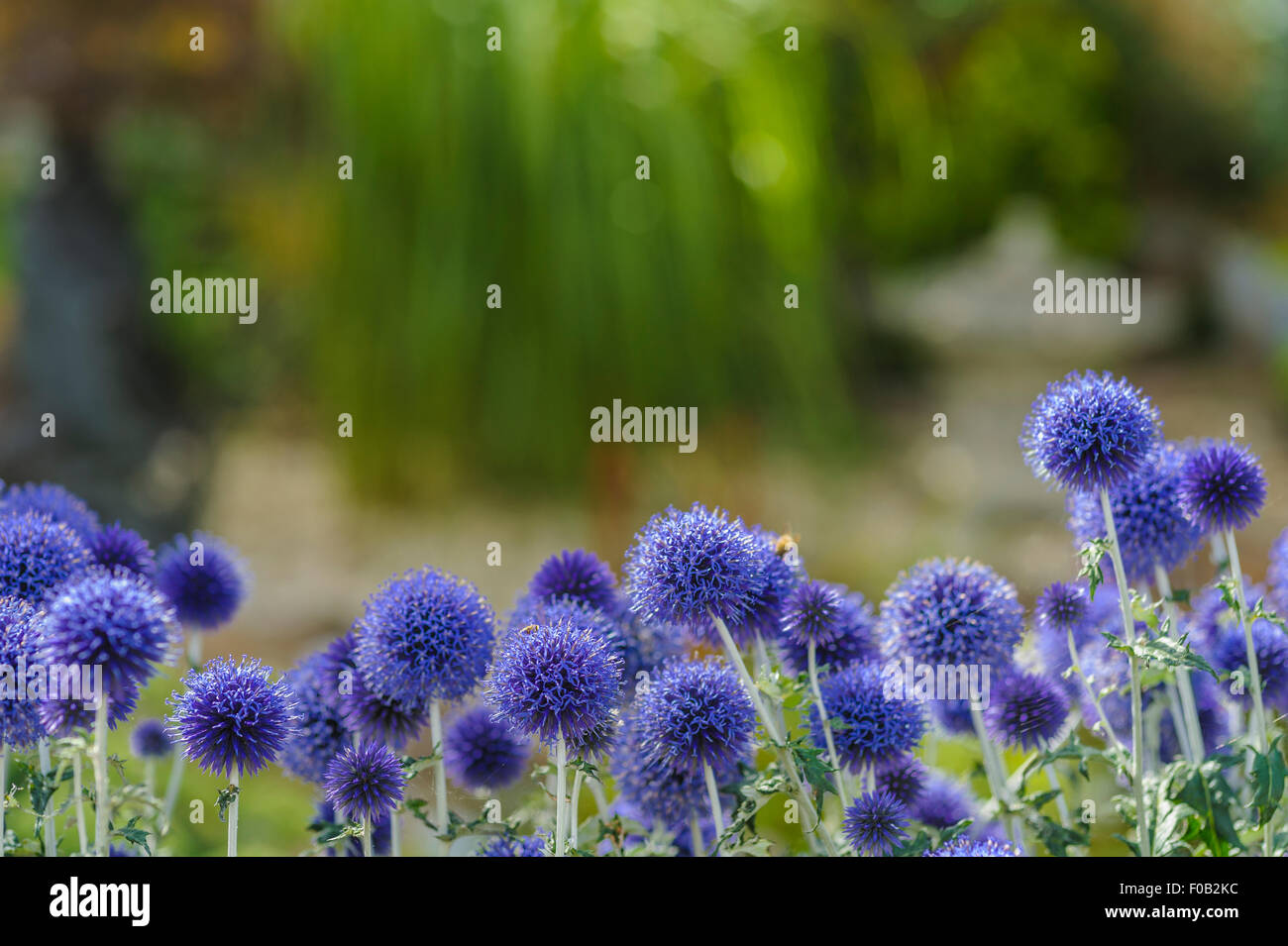 Echinops Veitch's Blue, Globe Thistle Stock Photo - Alamy