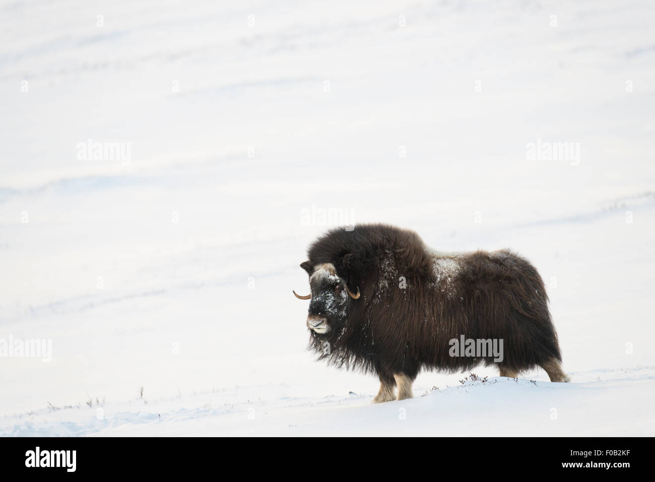 Female Musk Ox Stock Photo - Alamy