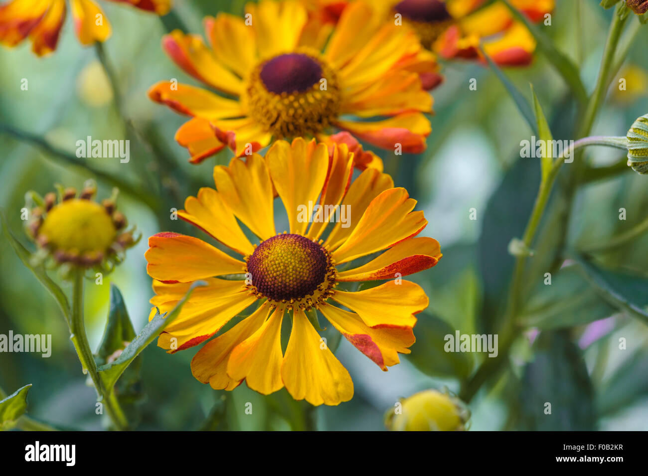 Helenium Rauchtopas asteraceae Stock Photo - Alamy