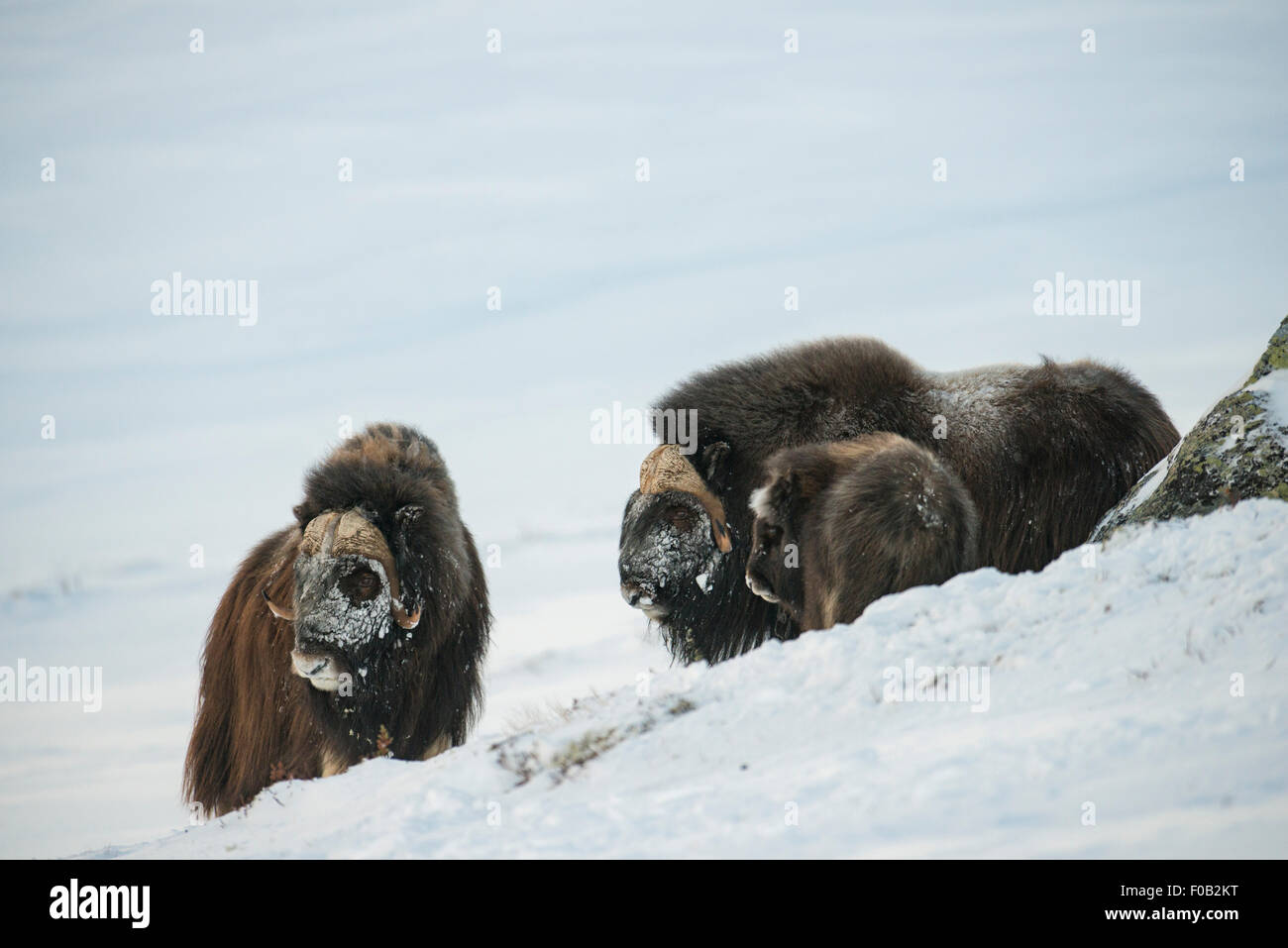 A group of Musk Oxen Stock Photo - Alamy