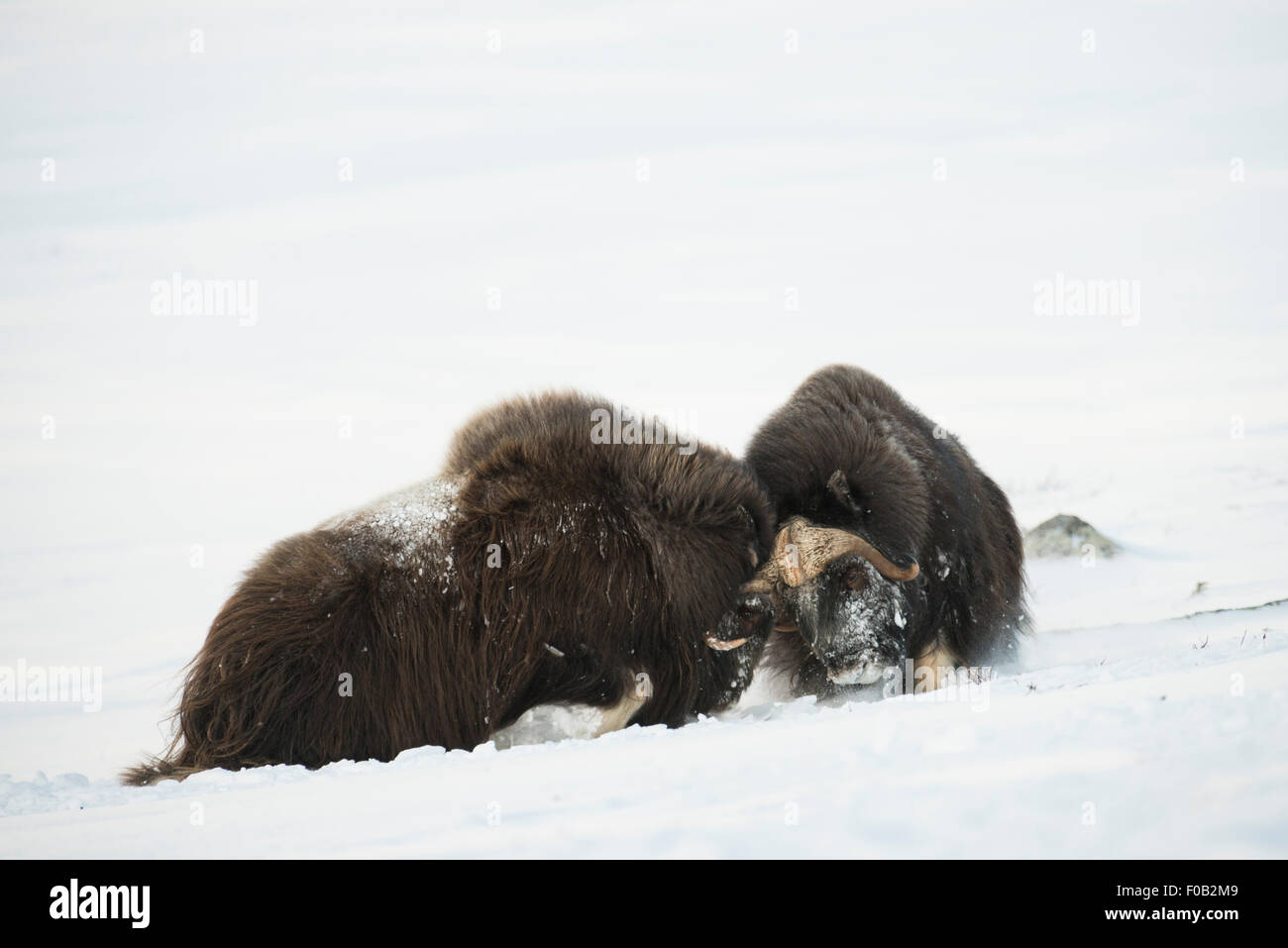 Musk ox fighting hi-res stock photography and images - Alamy