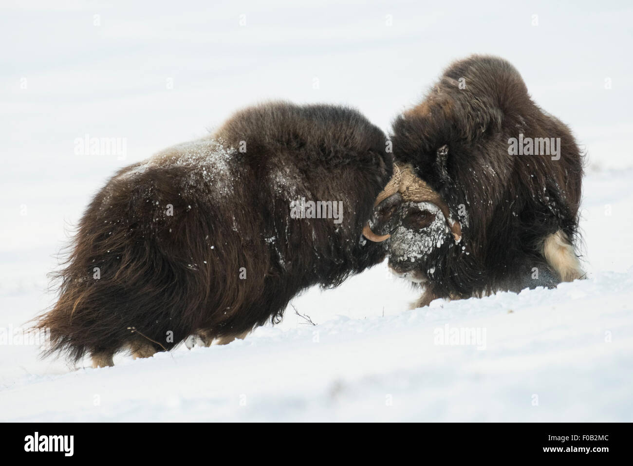 Musk ox fighting hi-res stock photography and images - Alamy