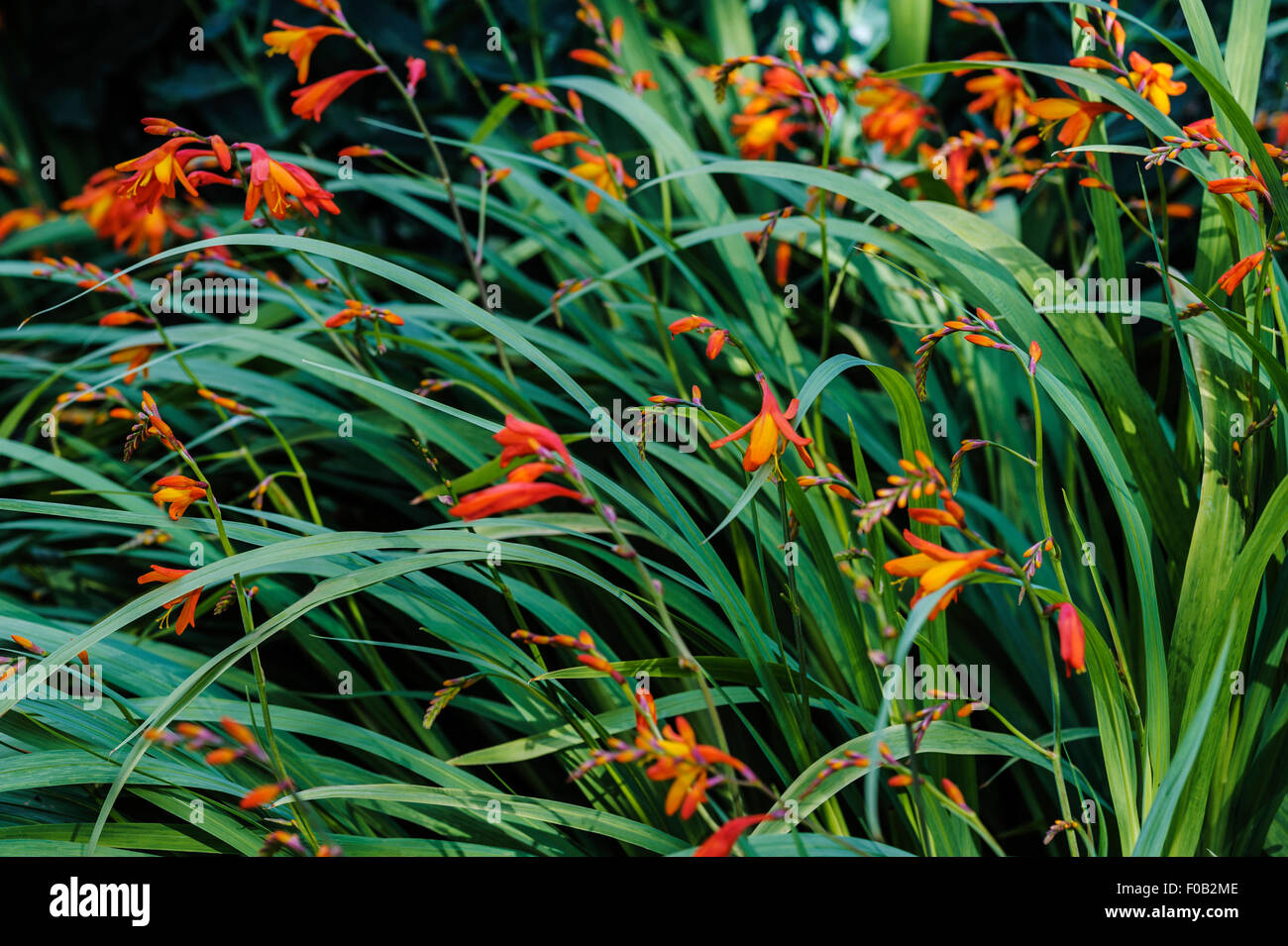 Montbretia hi-res stock photography and images - Alamy